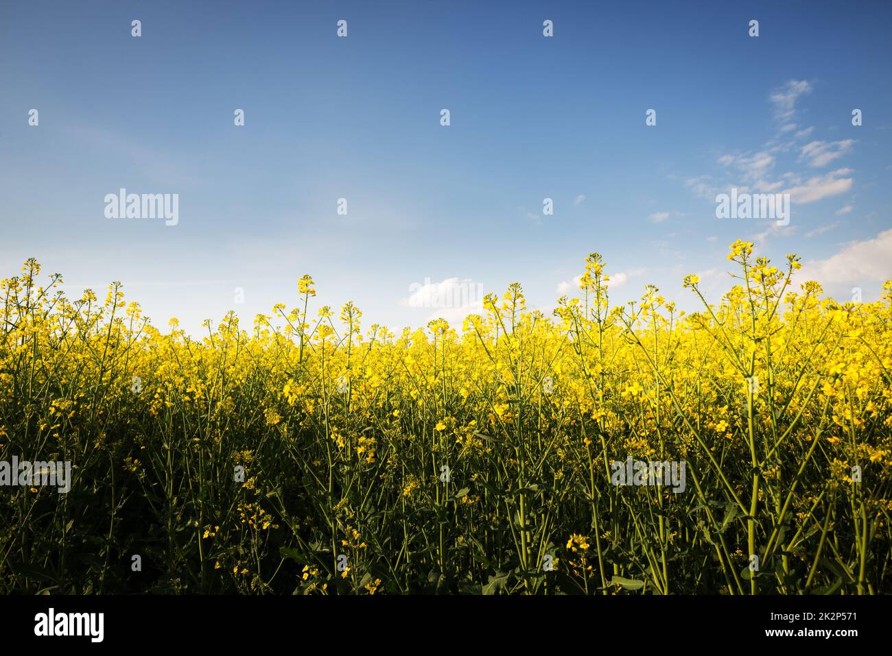 Oilseed rape field, yellow blooming fields, farm land landscape with ...