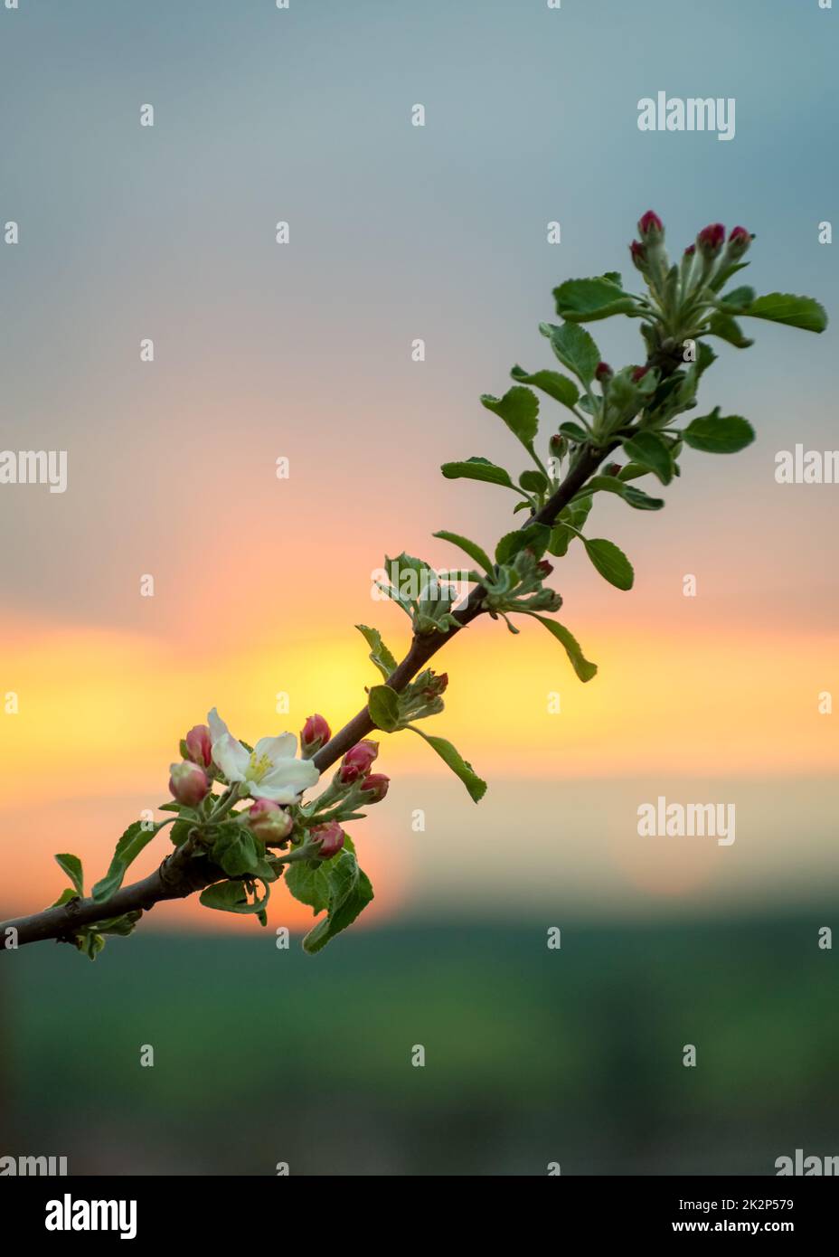 abstract apple tree flowers background, spring blurred background ...