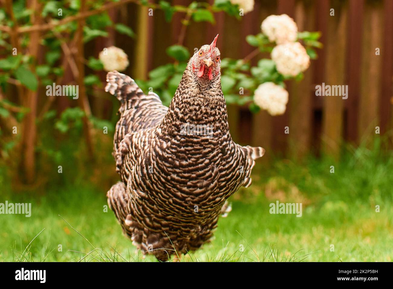 a single brown spotted chicken outdoors in the green Stock Photo - Alamy