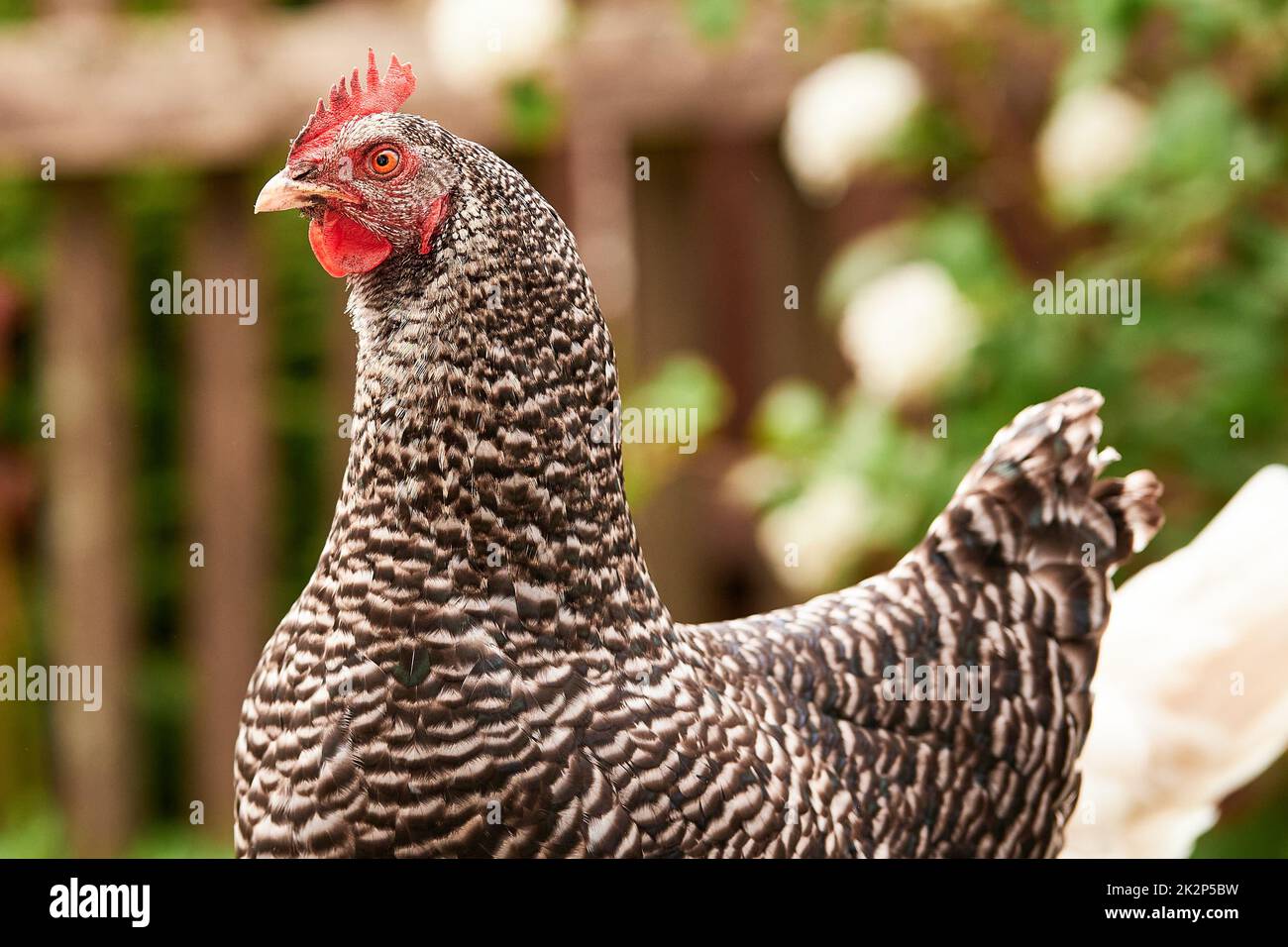 a bunch of chicken outdoors in the green Stock Photo - Alamy