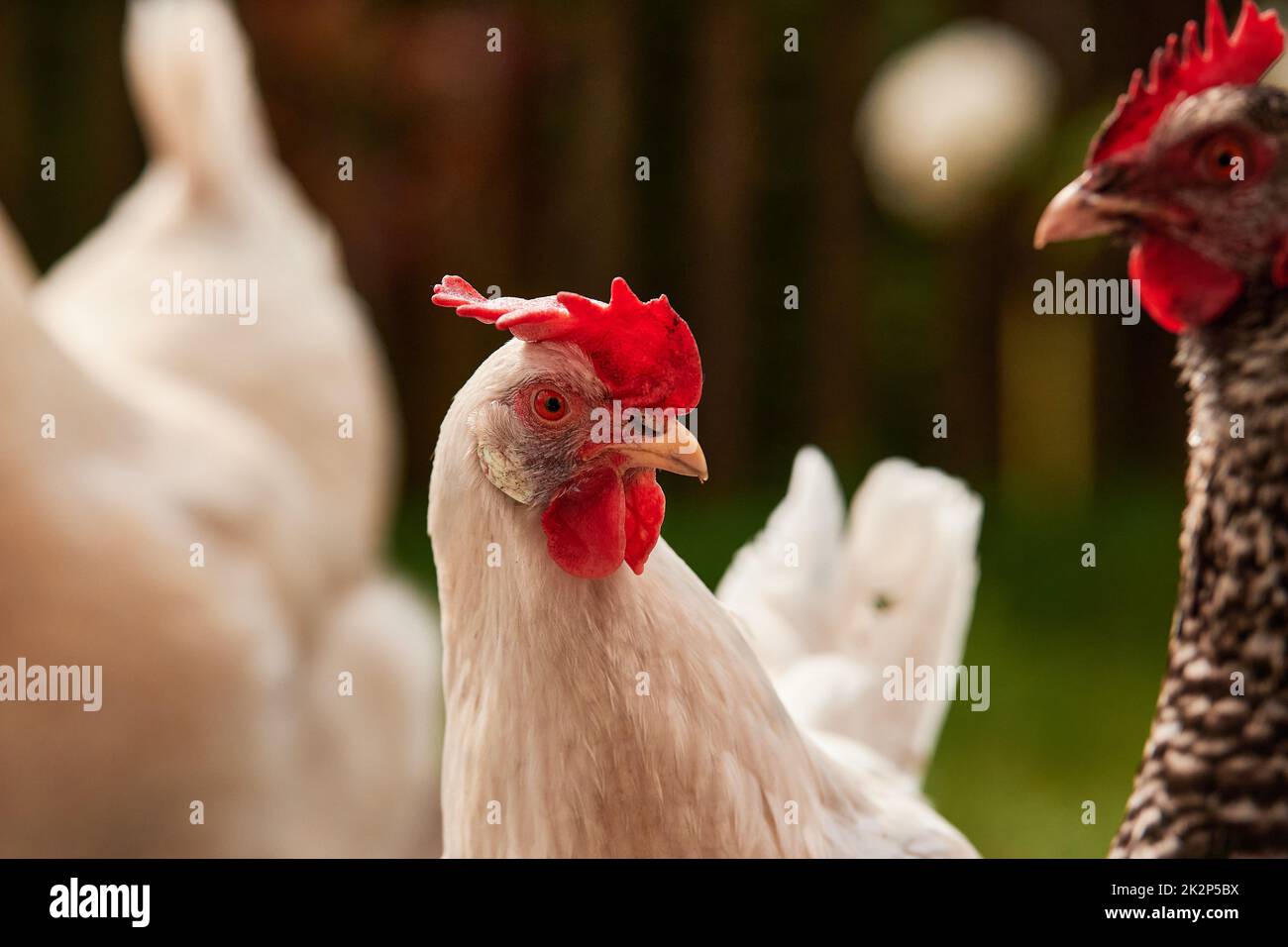 a bunch of chicken outdoors in the green Stock Photo - Alamy