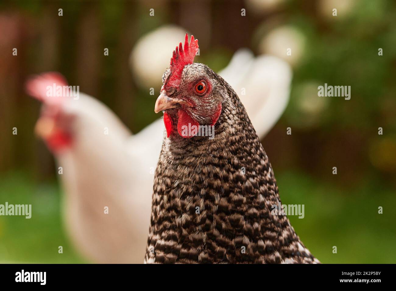 a bunch of chicken outdoors in the green Stock Photo - Alamy