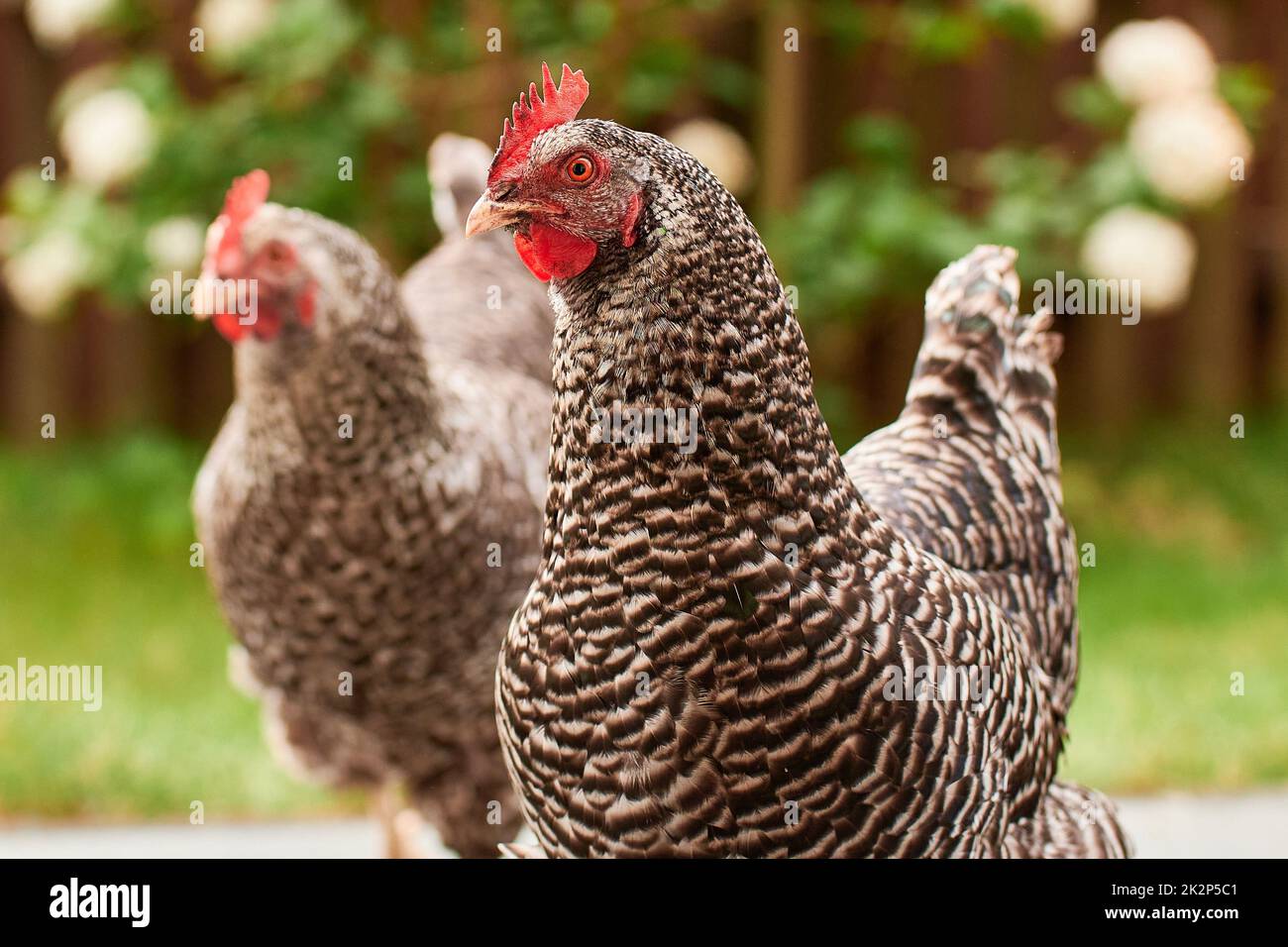 a bunch of chicken outdoors in the green Stock Photo - Alamy
