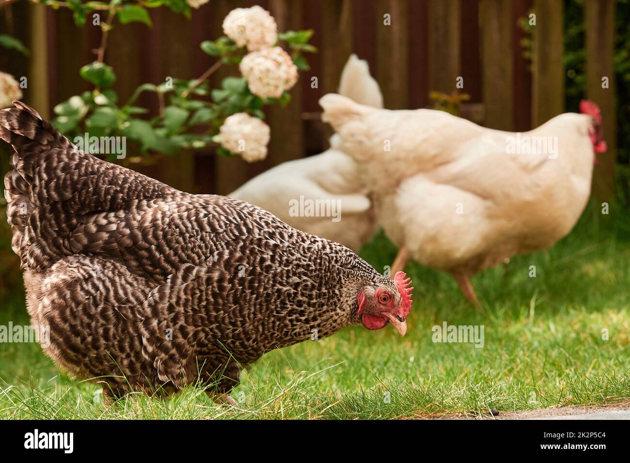a bunch of chicken outdoors in the green Stock Photo - Alamy
