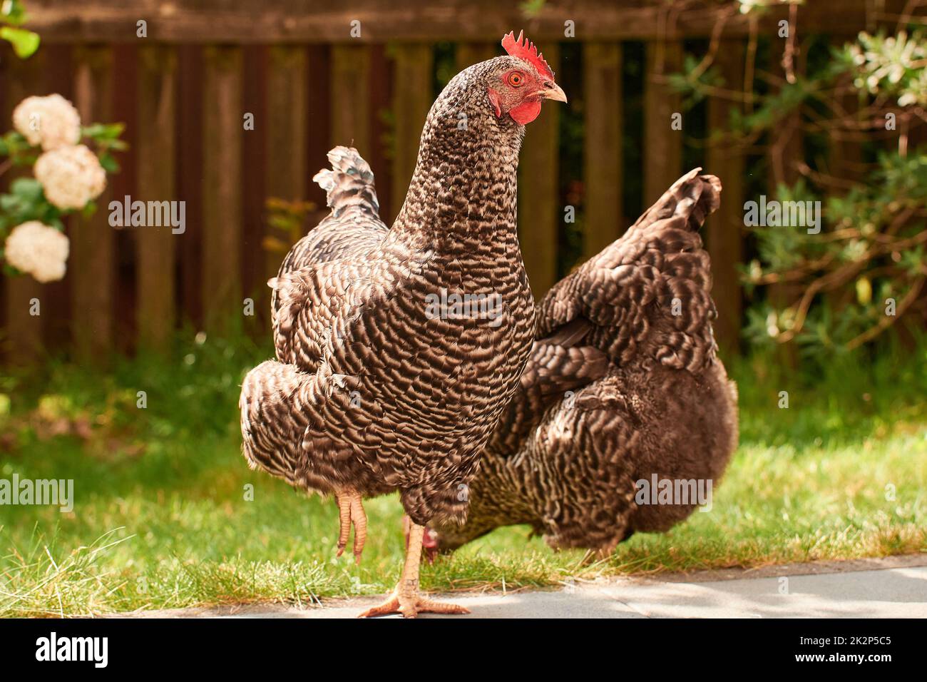 a bunch of chicken outdoors in the green Stock Photo - Alamy
