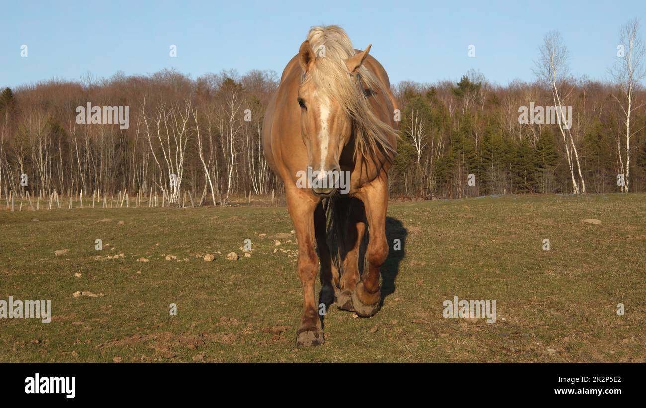 horse gallop farm animal equestrian ranch meadow Stock Photo - Alamy