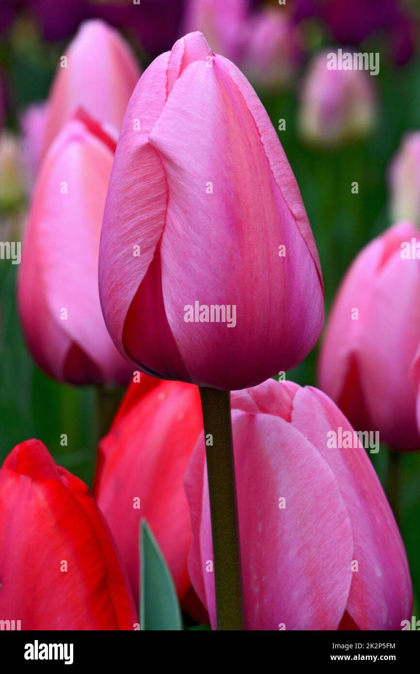 The perfect bouquet hi-res stock photography and images - Alamy