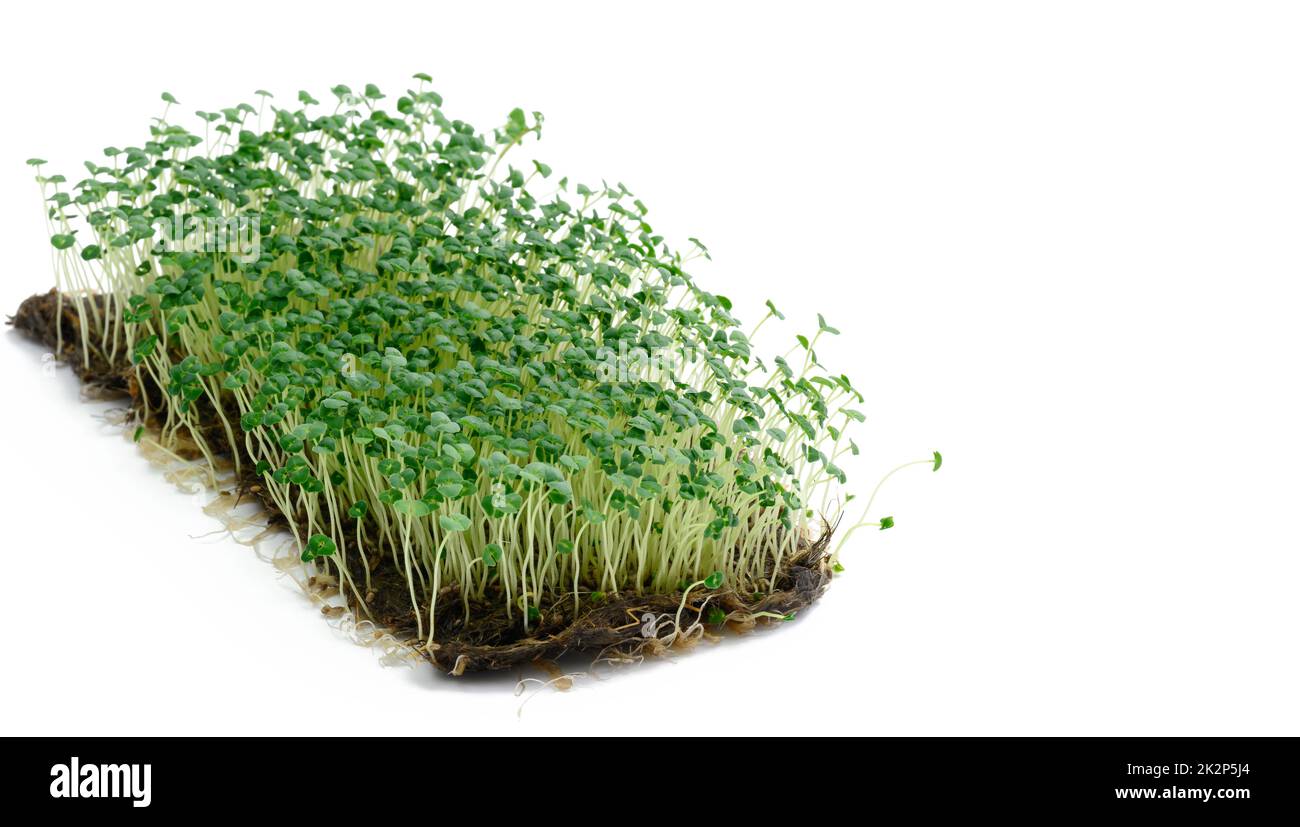 How Does Chia Grow