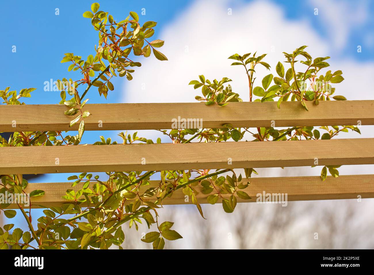 Climbing rambler white rose hi-res stock photography and images - Alamy