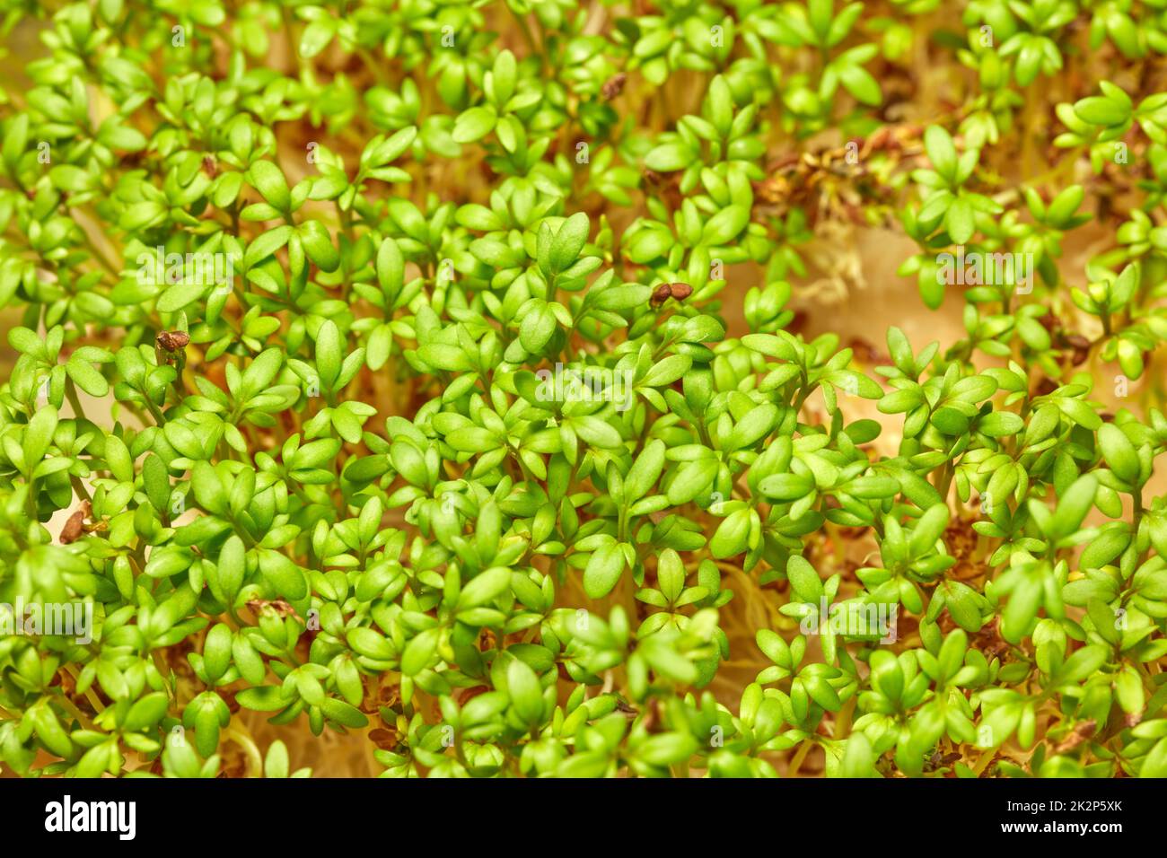 Cress leaf hi-res stock photography and images - Alamy