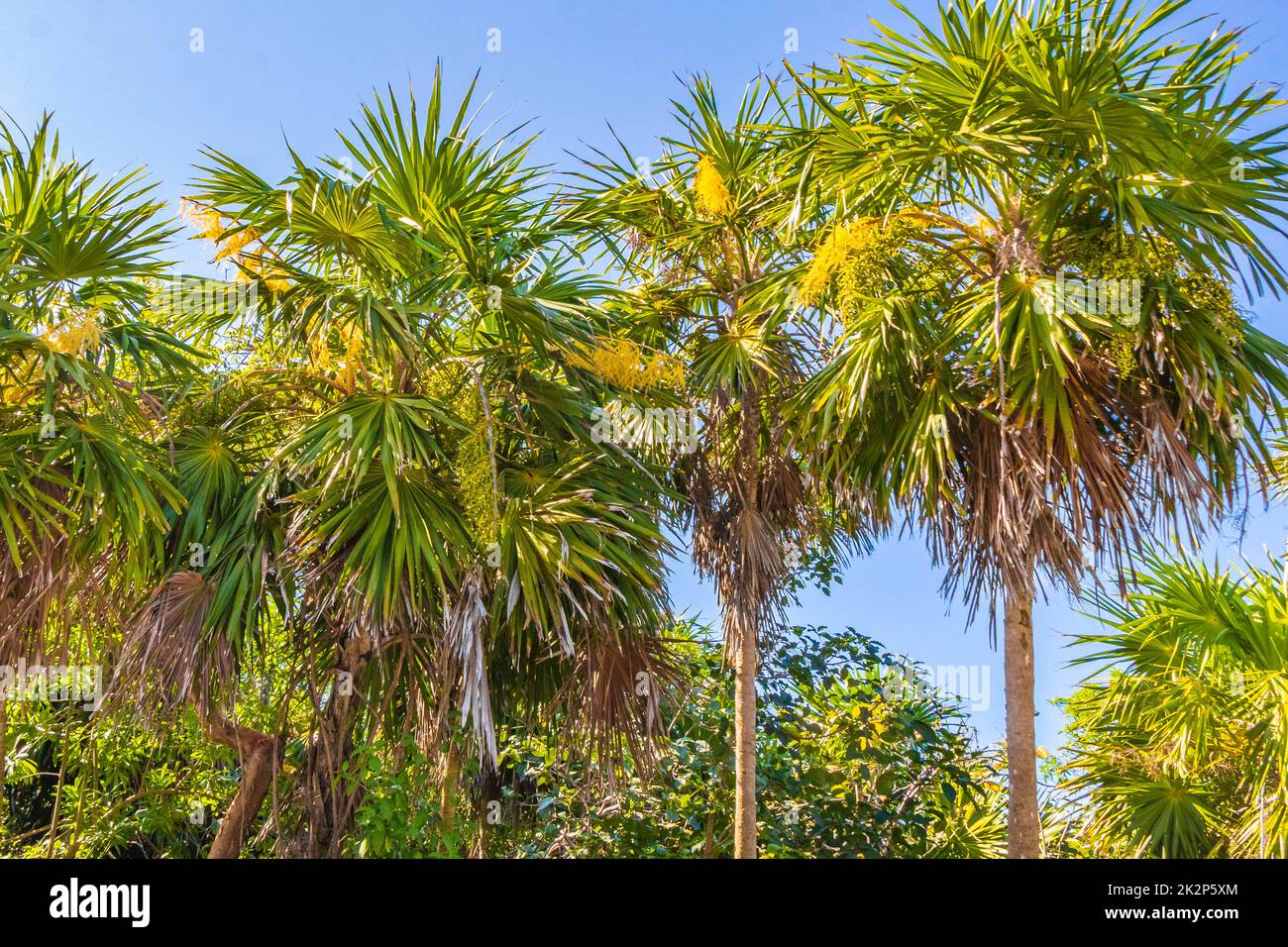 Tropical plants palm trees at natural jungle forest Tulum Mexico Stock ...