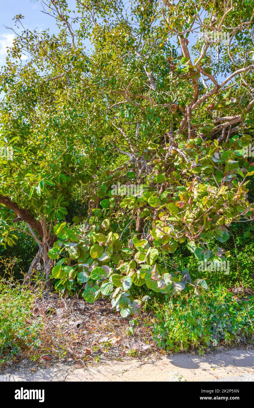 Tropical plants palm trees at natural jungle forest Tulum Mexico Stock ...