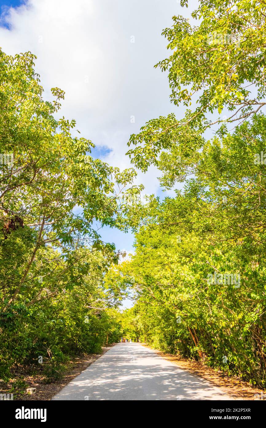 Tropical plants palm trees at natural jungle forest Tulum Mexico Stock ...