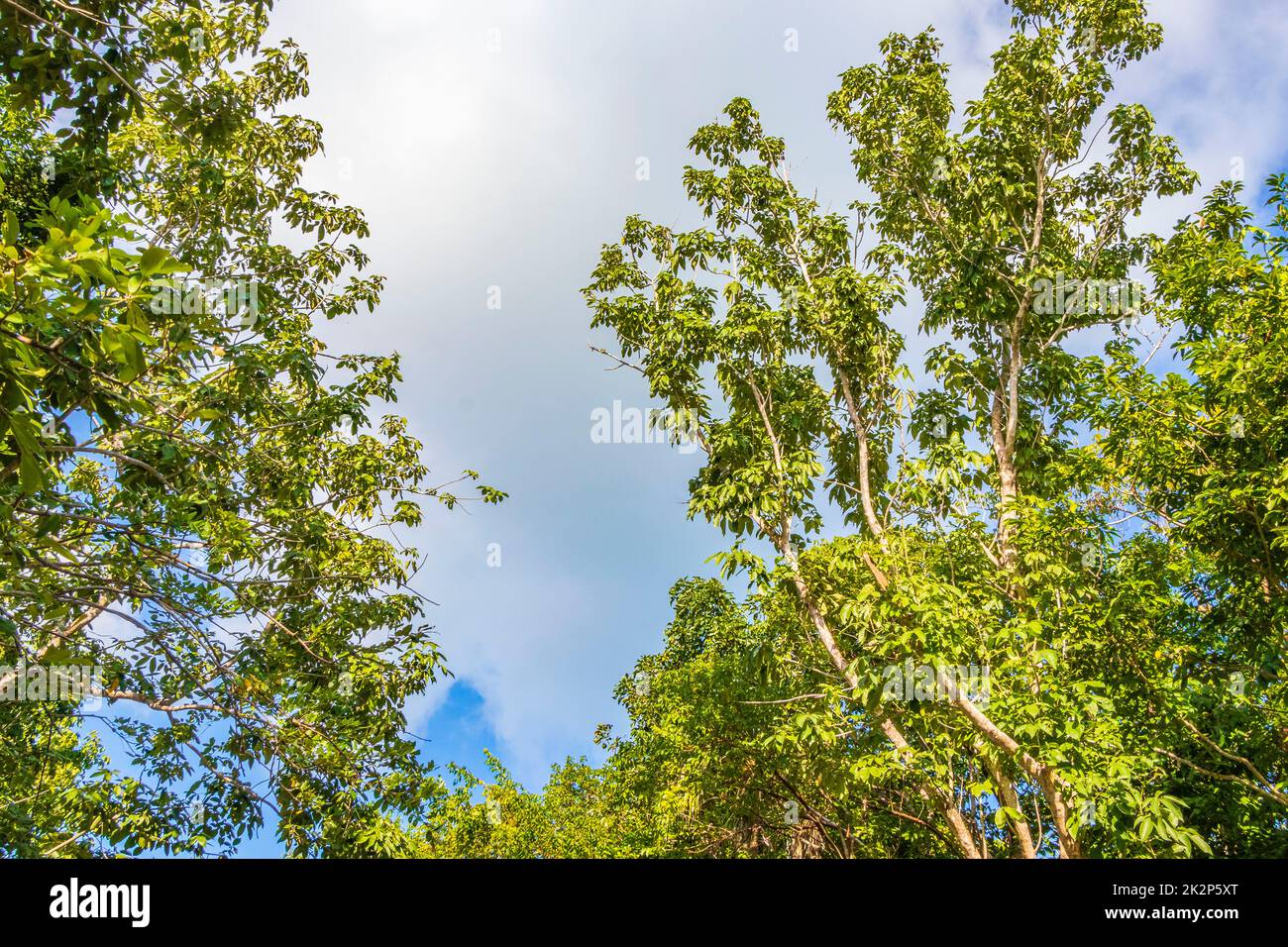 Tropical plants palm trees at natural jungle forest Tulum Mexico Stock ...