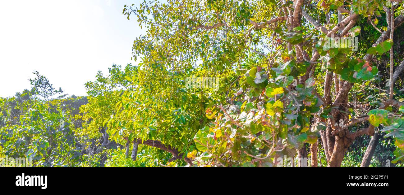 Tropical plants palm trees at natural jungle forest Tulum Mexico Stock ...
