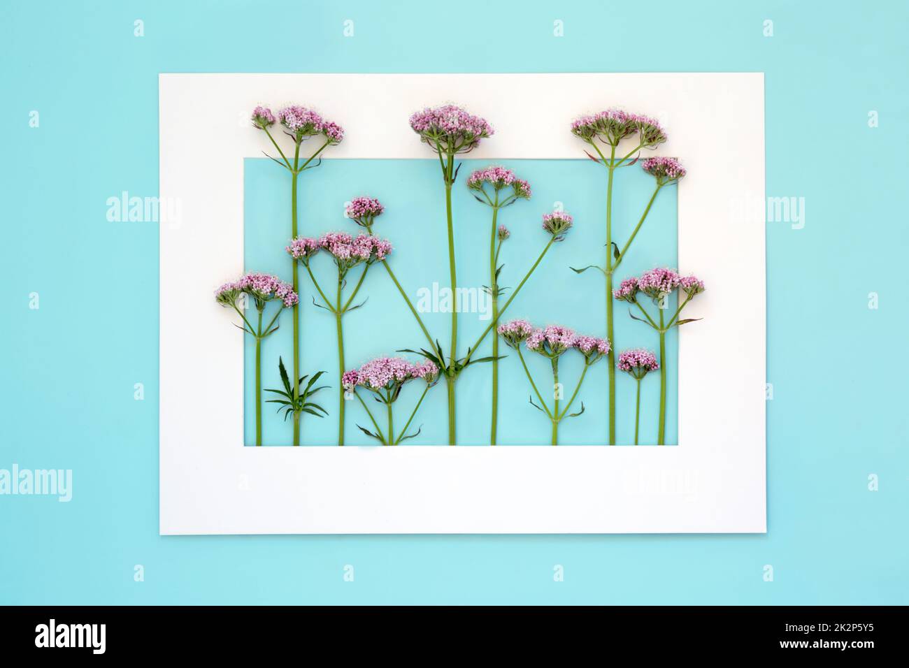 Pink valerian herb flower plant background frame. Flowers can be used ... Pink valerian herb flower plant background frame. Flowers can be used ...