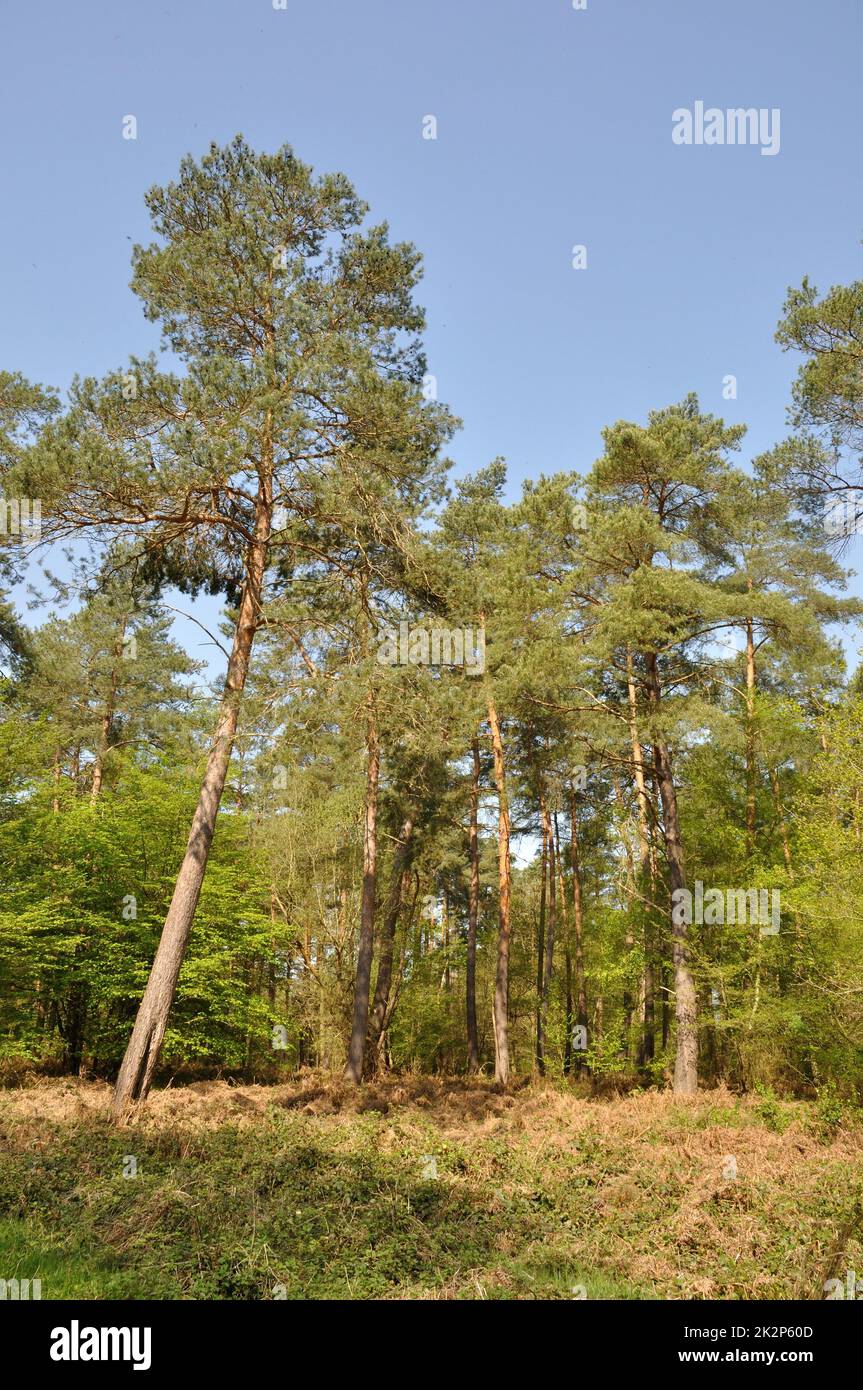 The Communal forest of Saint-Pierre-Les-Elbeuf Stock Photo - Alamy