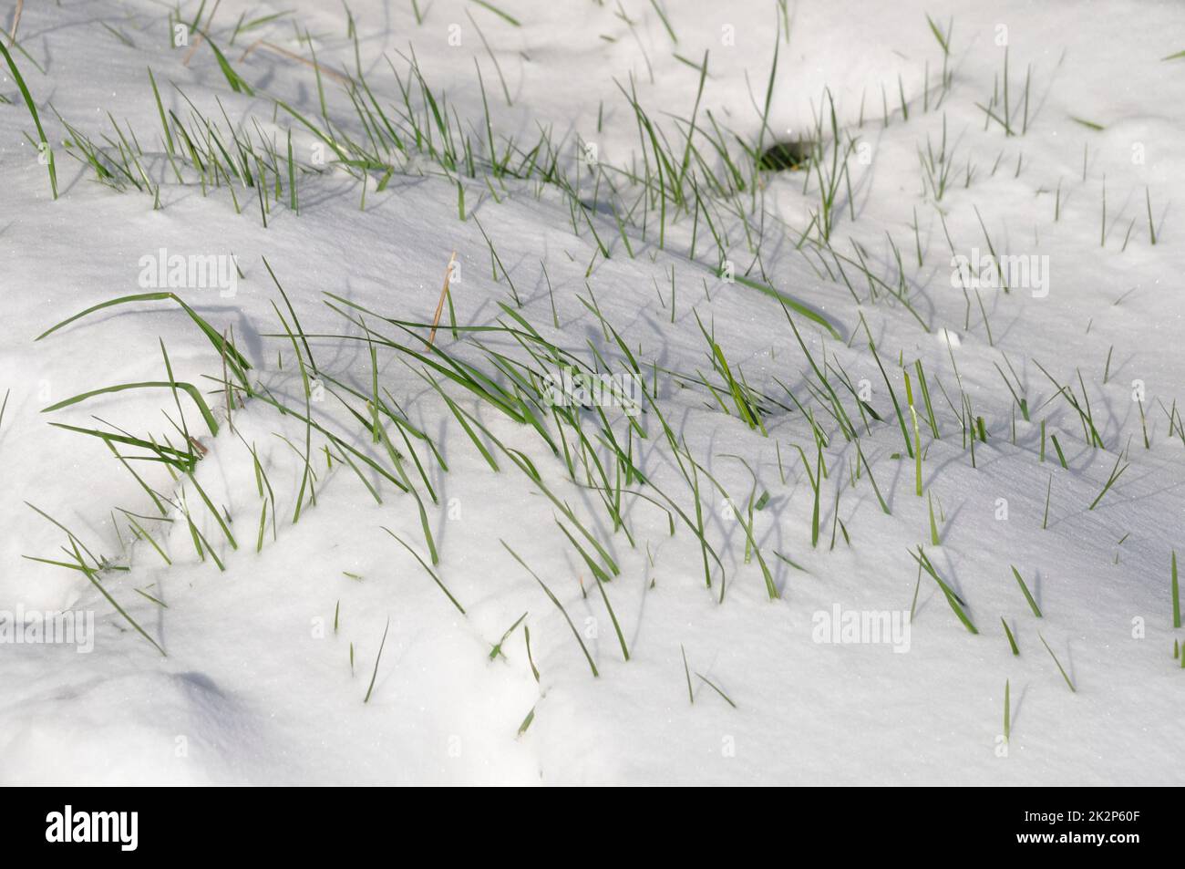 Grass by the snow hi-res stock photography and images - Alamy