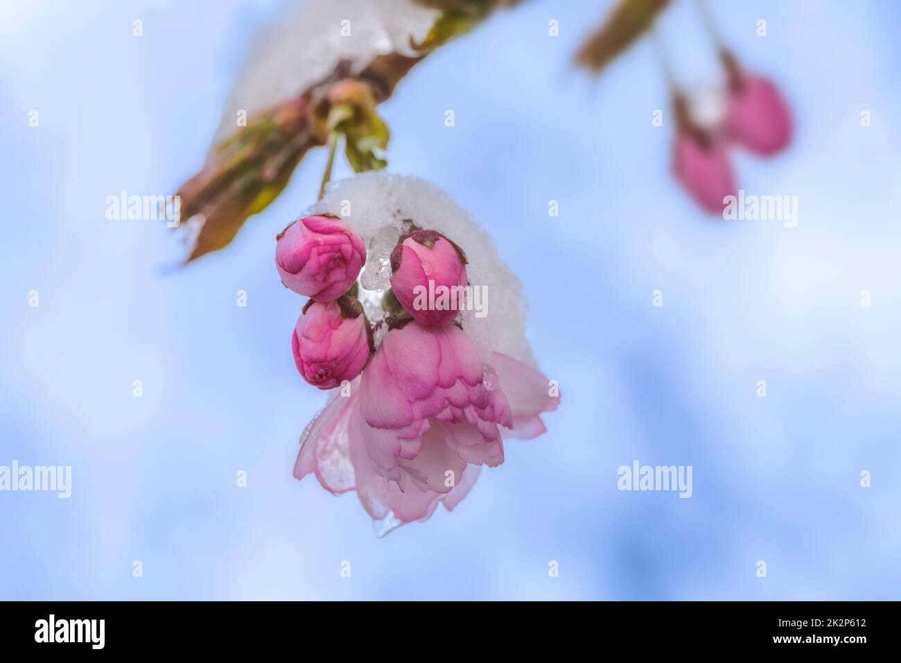 Cold cherry blossoms hi-res stock photography and images - Alamy
