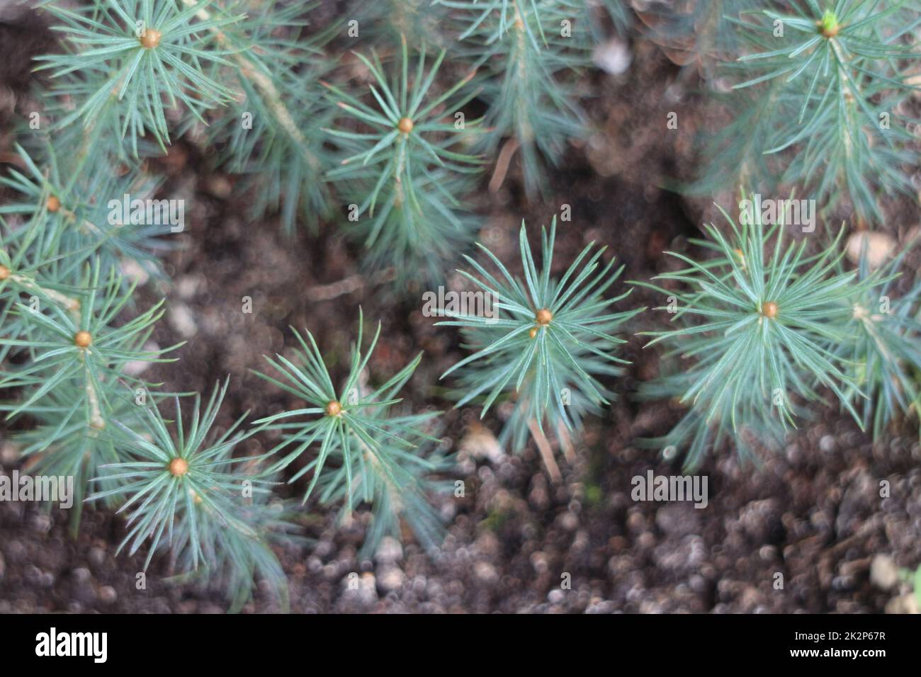 Small green pine seedlings reach for the sun Stock Photo - Alamy