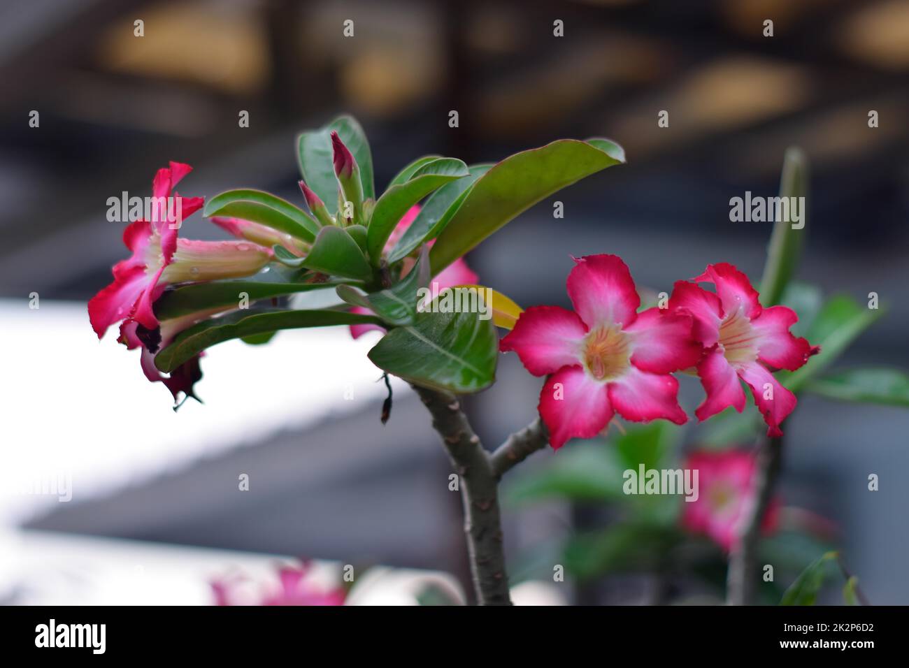 single object of flower background photography Stock Photo - Alamy