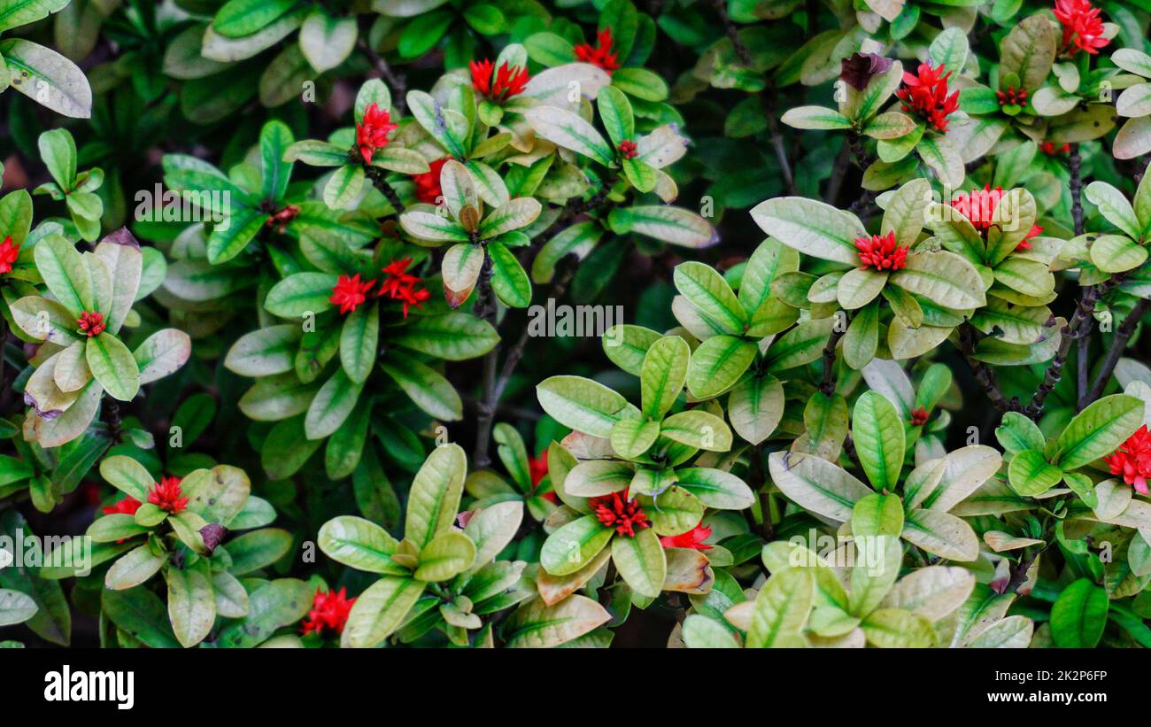 floral bushes plants of background photography Stock Photo - Alamy
