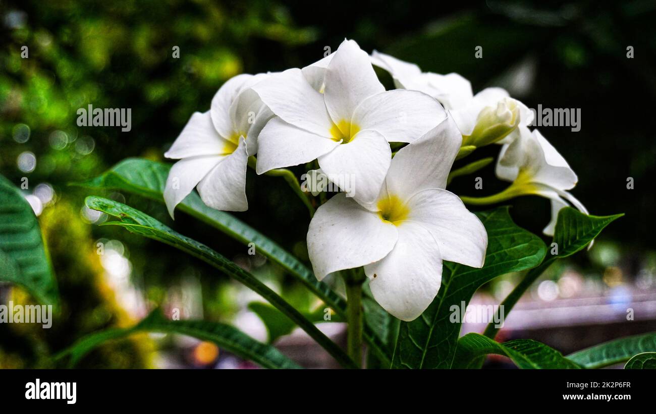 single object of flower background photography Stock Photo - Alamy