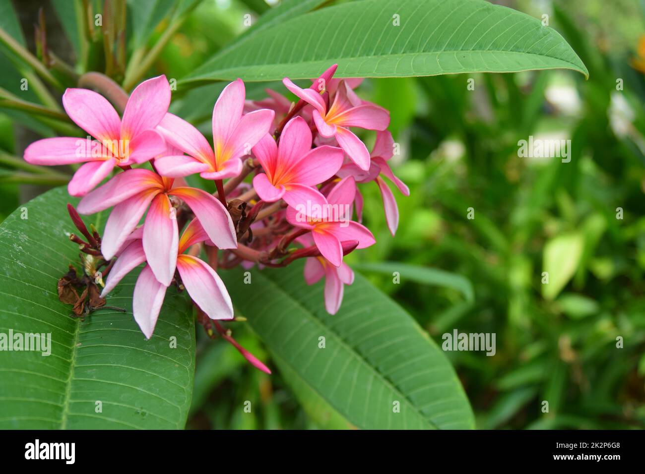 pink blossom flower in the garden. natural photography Stock Photo - Alamy