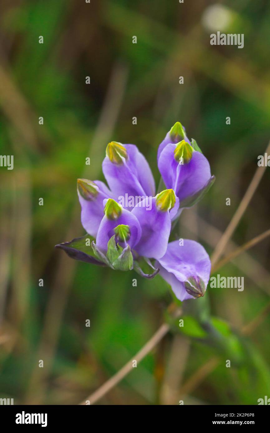 Burmannia disticha is a biennial plant in nature. The flowers are ...