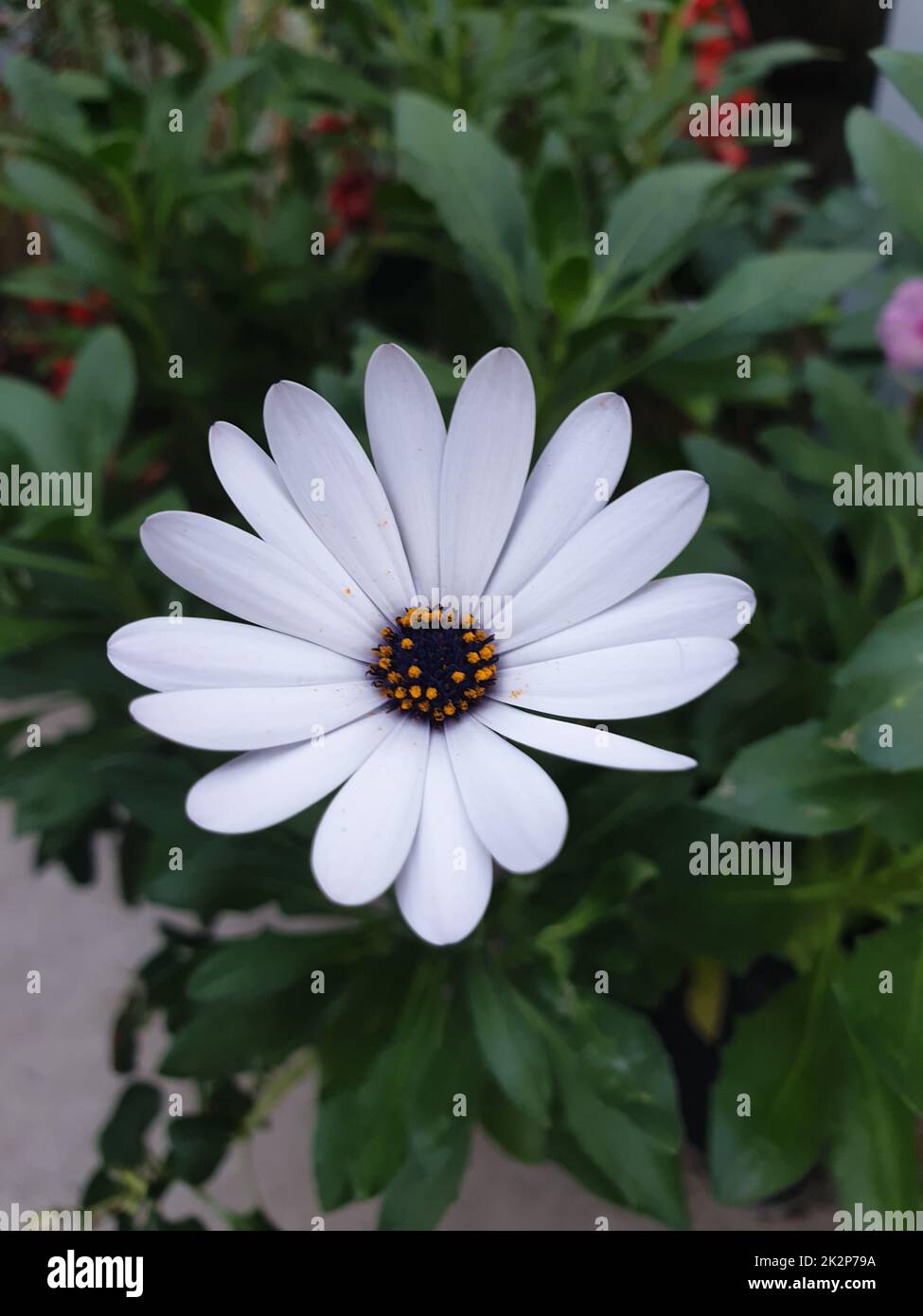 A vertical closeup of Osteospermum fruticosum , also called the ...