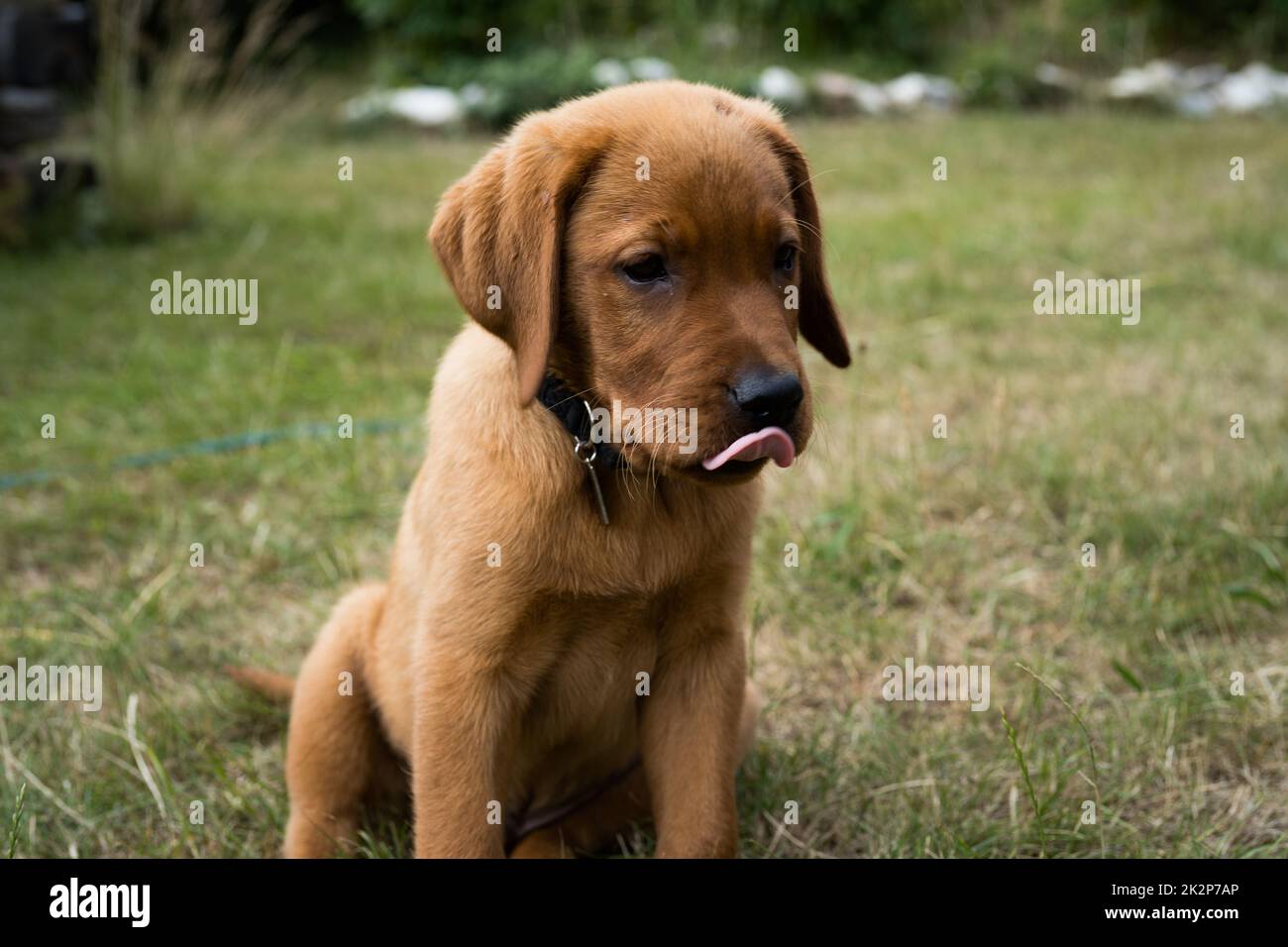 A sad, pouty faced Labrador Retriever captured looking down with its ...