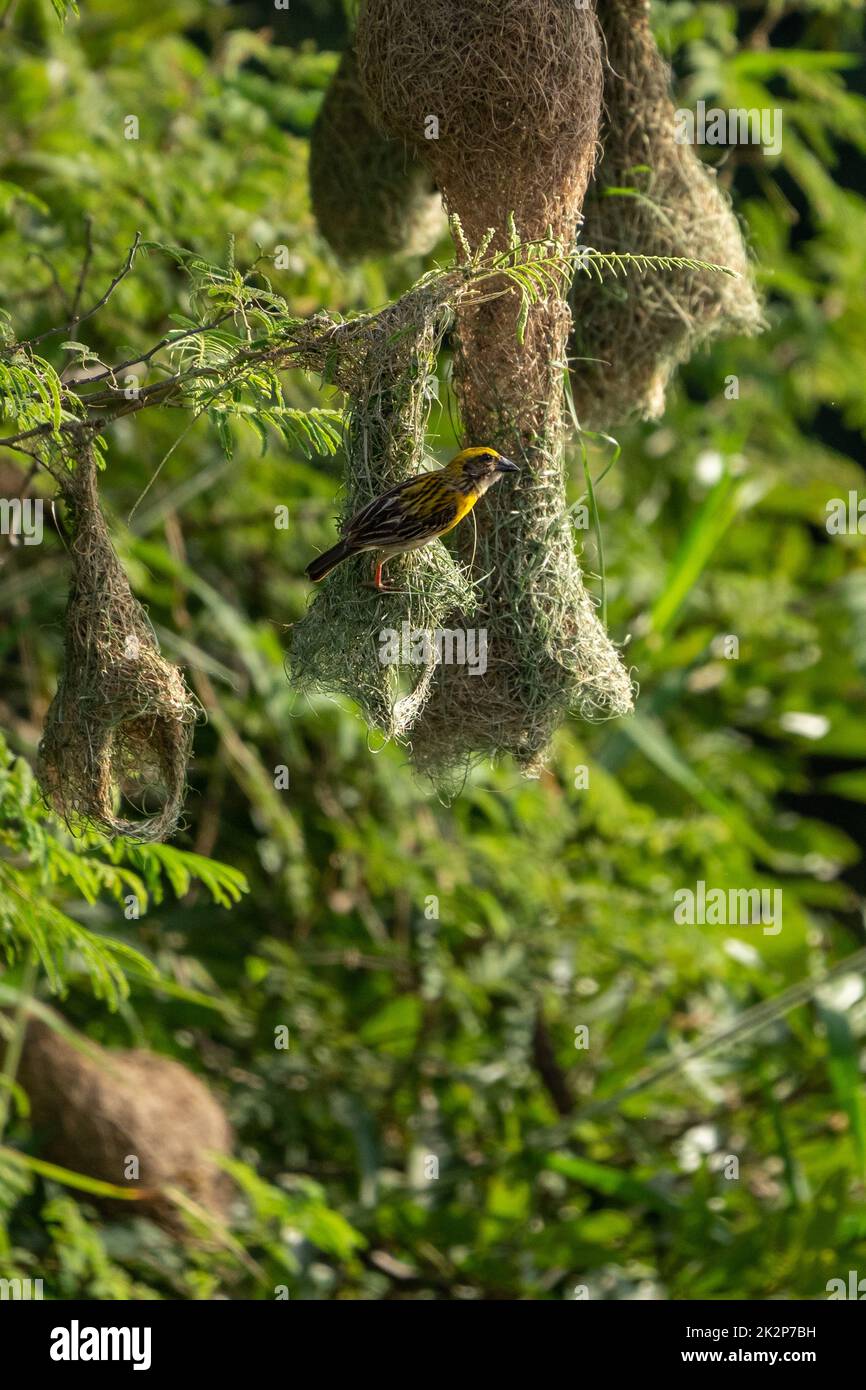 A closeup shot of a baya weaver bird (Ploceus philippinus) perched on its hanging nest in the ...