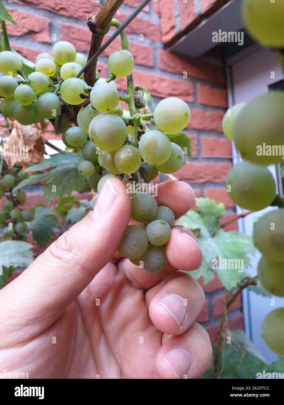 A vertical closeup of the hand holding grapes on the vine Stock Photo ...