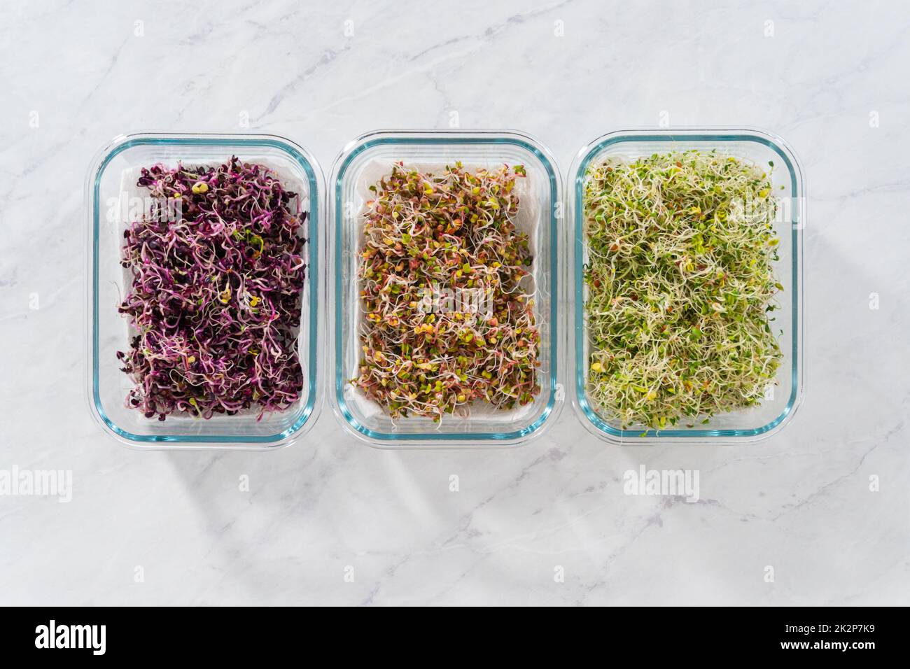 Growing sprouts in a jar Stock Photo - Alamy