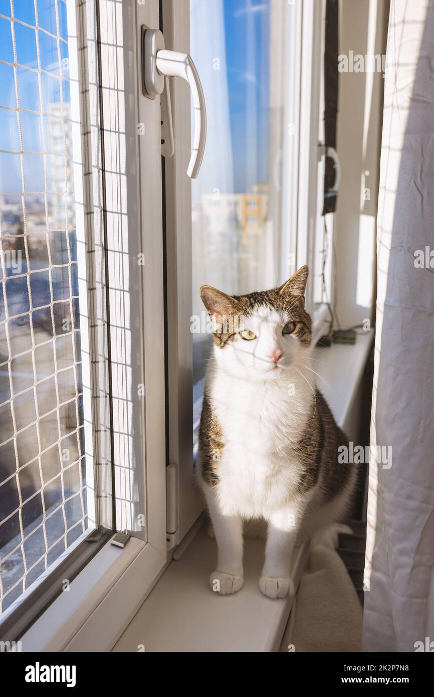 Fat cat sitting on sill behind curtain, window with safety net for cats ...