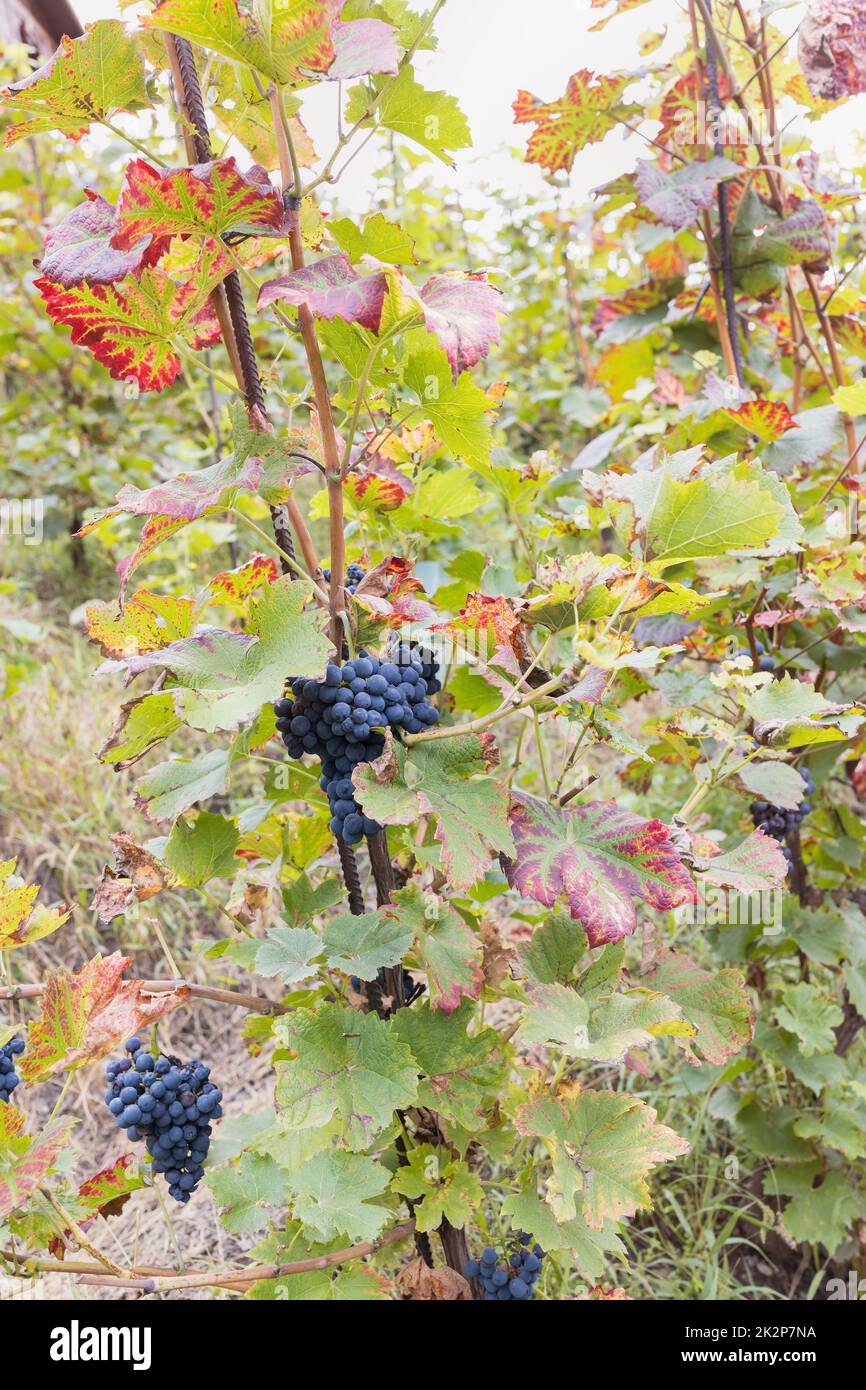 Blue ripe partially dried grapes and leaves in vineyard. Fall season ...