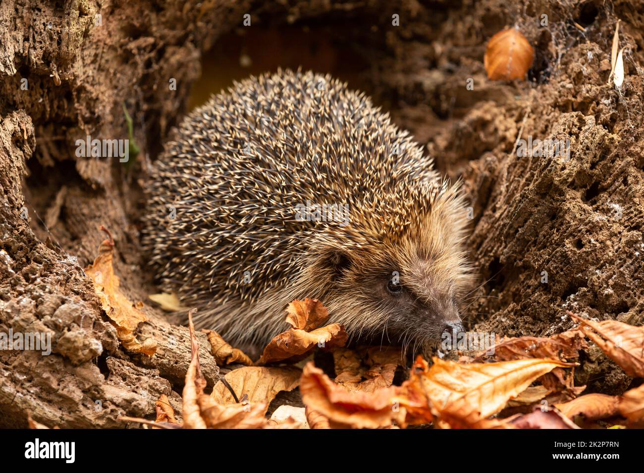 Hedgehog, Scientific name: Erinaceus Europaeus. Close-up of a wild ...