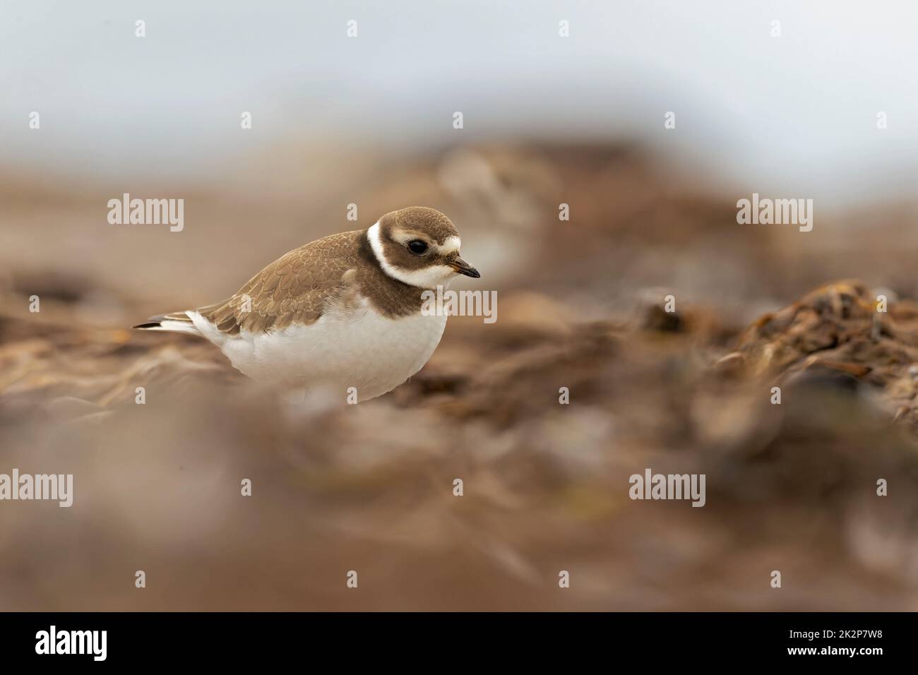 A common ringed plover (Charadrius hiaticula) foraging during fall ...