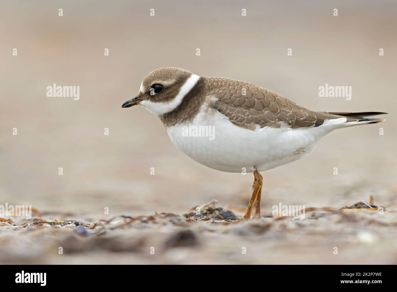 A common ringed plover (Charadrius hiaticula) foraging during fall migration on the beach Stock ...