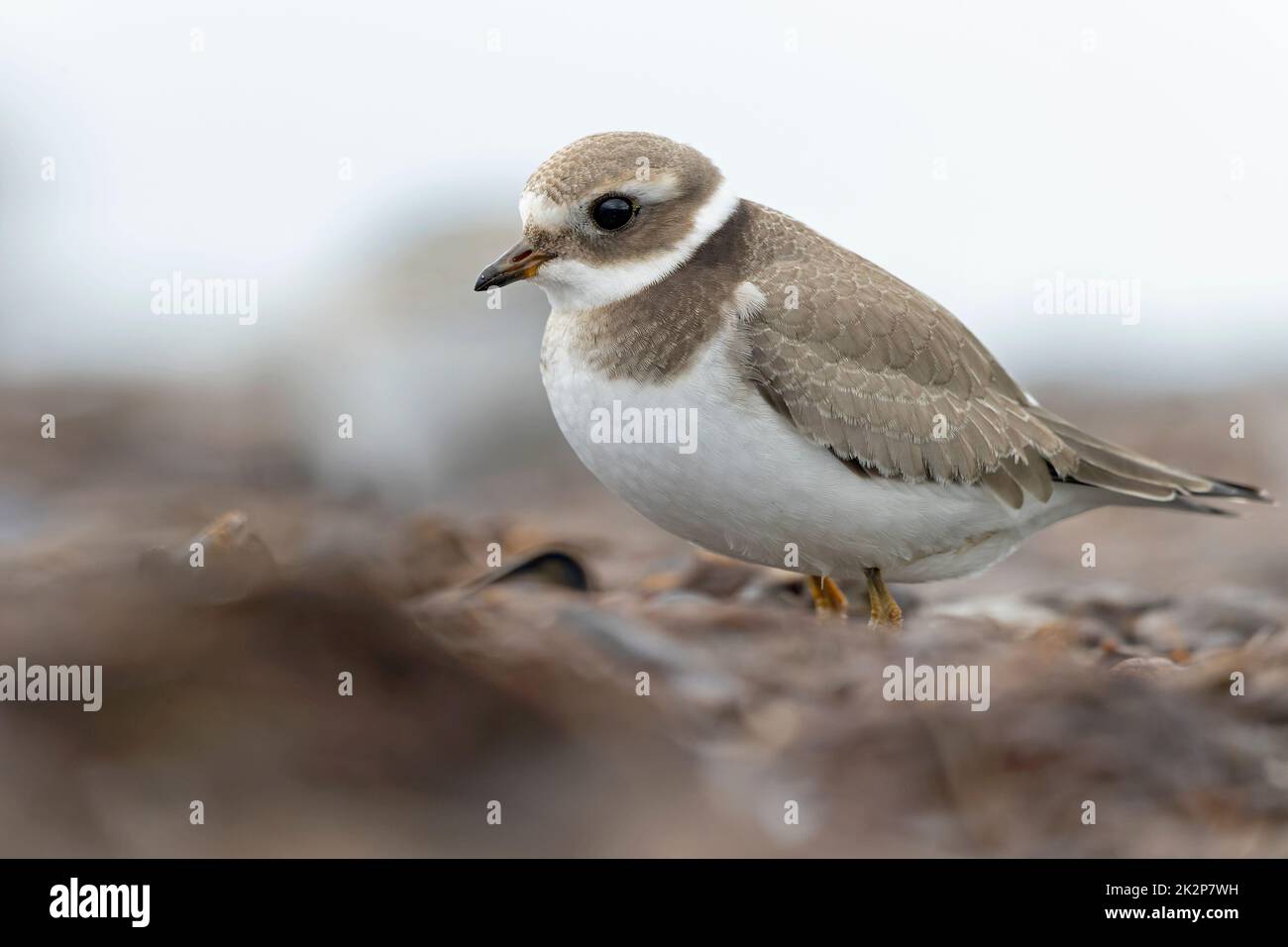 A common ringed plover (Charadrius hiaticula) foraging during fall ...