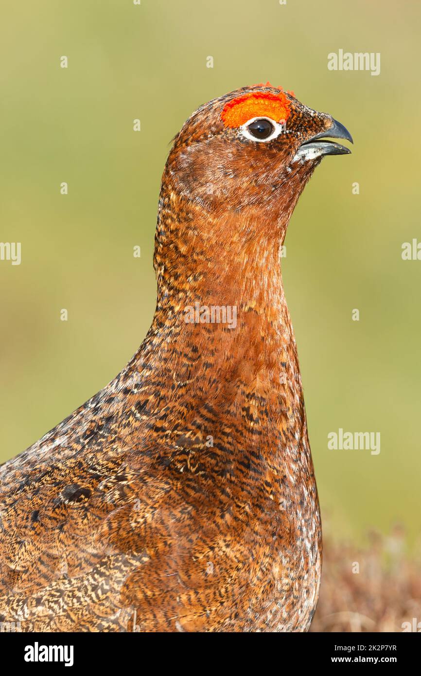 Portrait head and shoulders of a Red Grouse male displaying his vivid ...