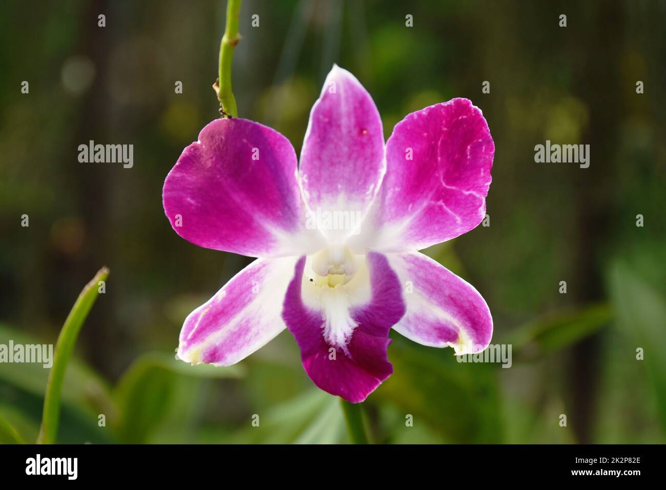 Dendrobium orchid blooming on branch hi-res stock photography and ...
