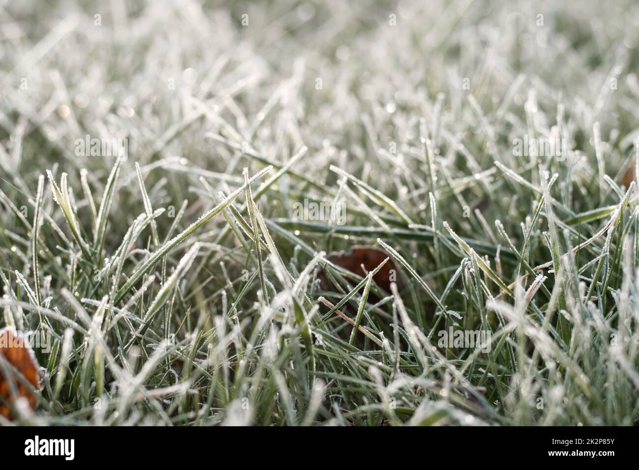 First autumn frost. Partially blurred defocused background image of ...