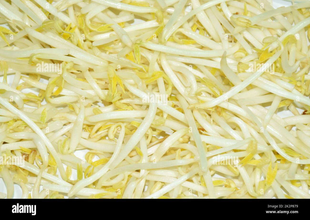 fresh bean sprout raw food arranging on white background Stock Photo ...