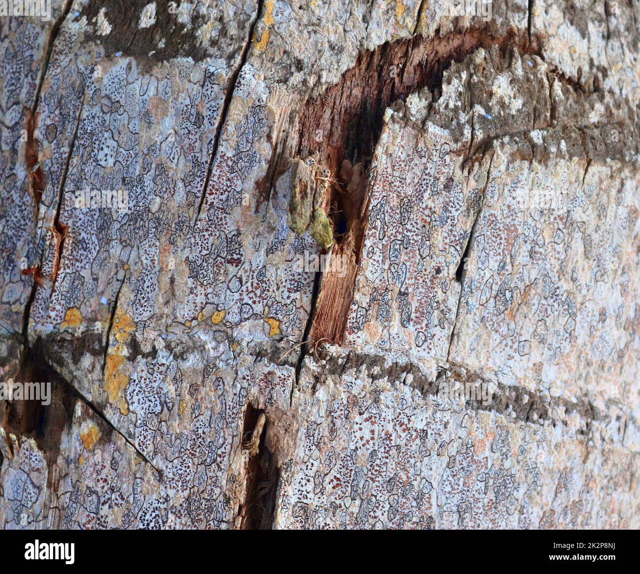 Close up at very detailed tree bark texture in high resolution Stock ...