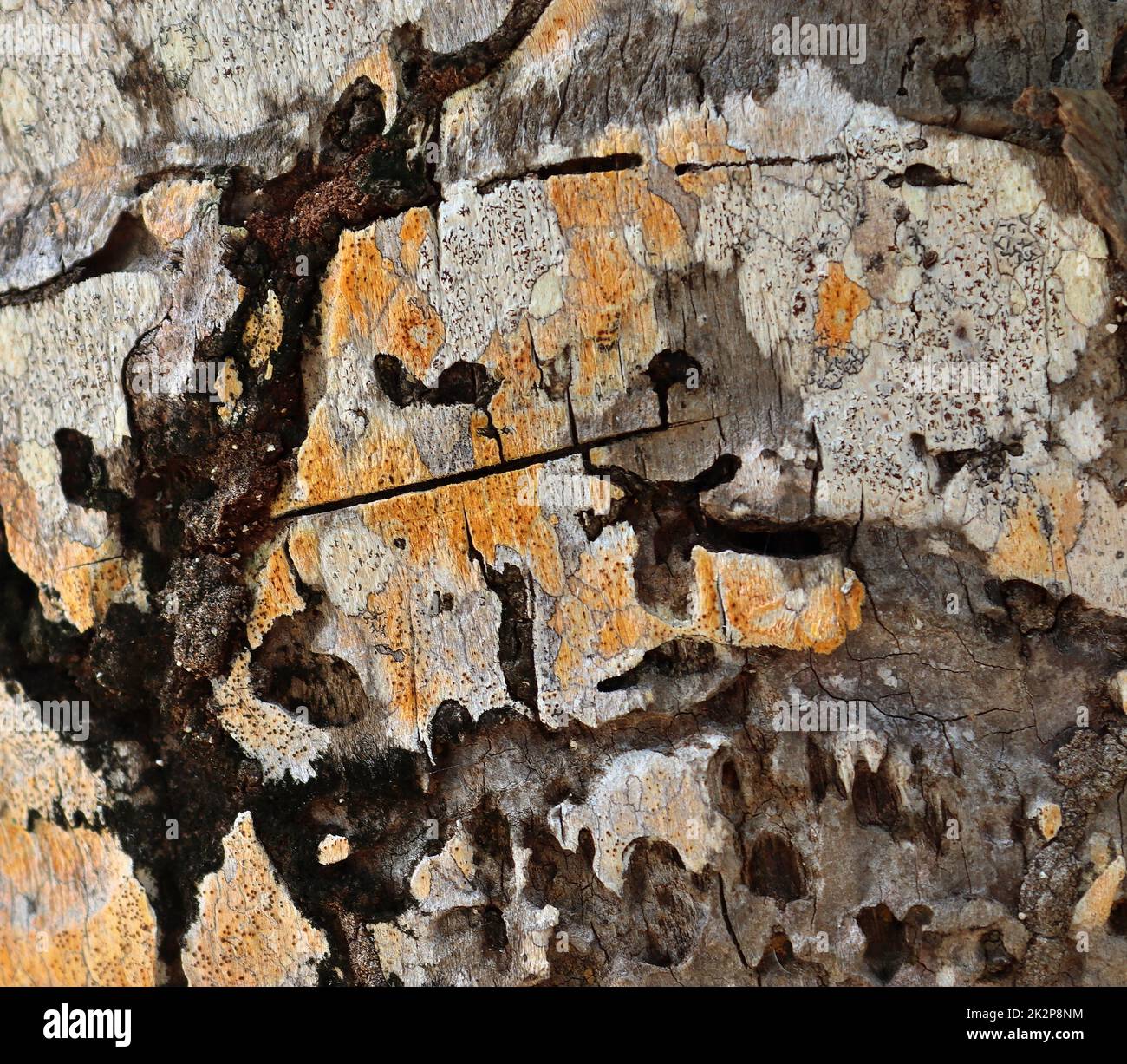 Close up at very detailed tree bark texture in high resolution Stock ...