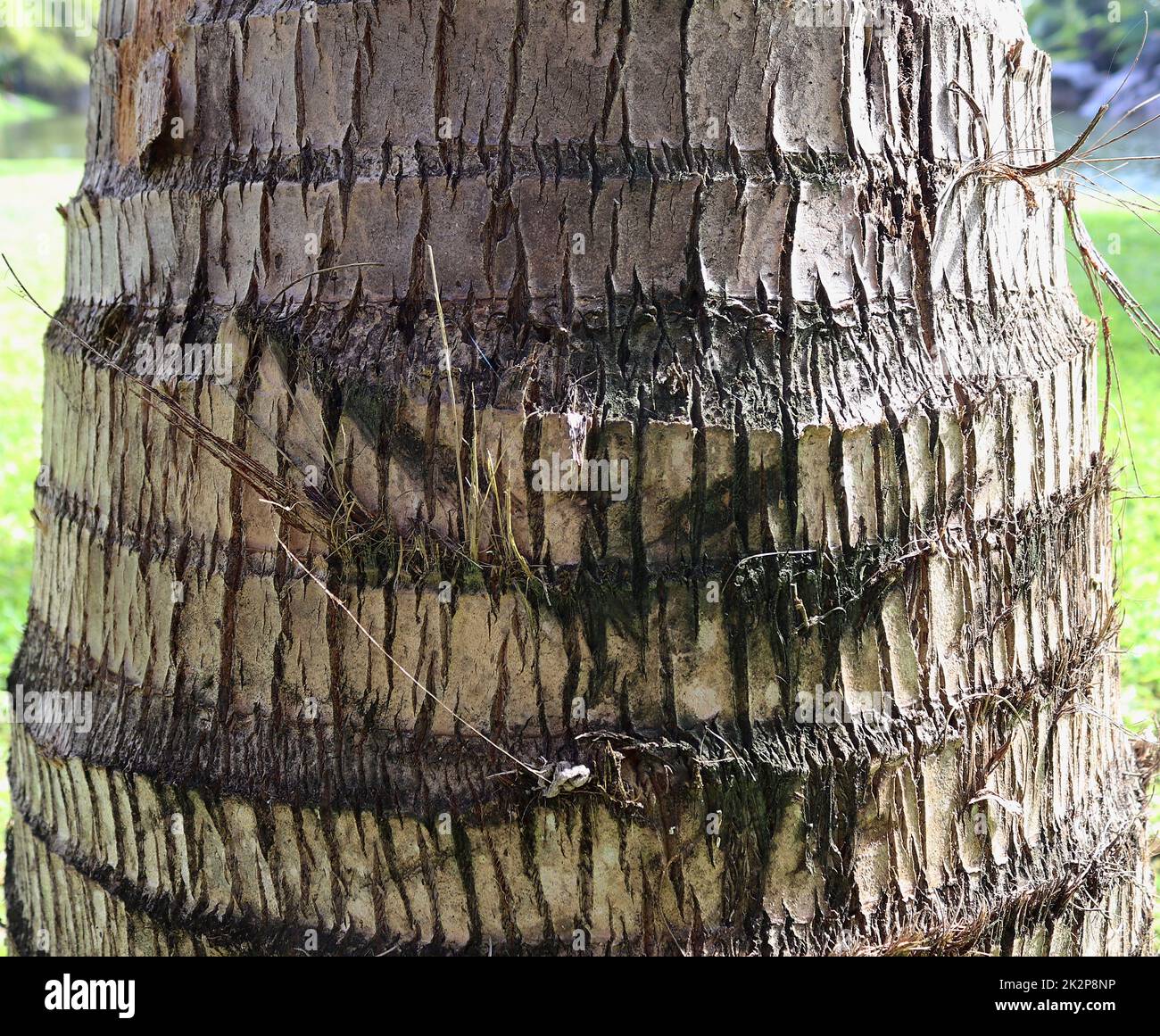Close up at very detailed tree bark texture in high resolution Stock ...