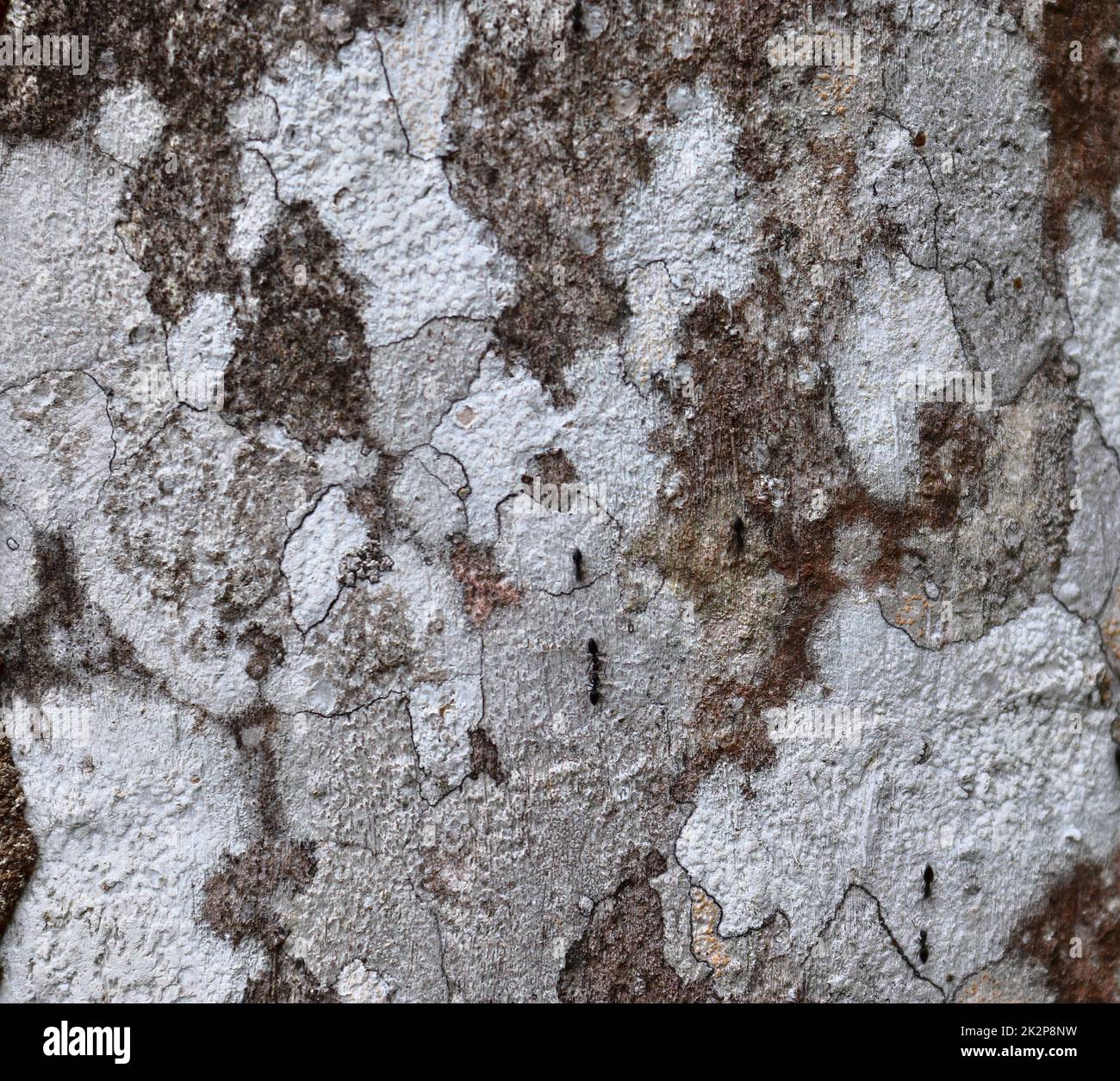 Close up at very detailed tree bark texture in high resolution Stock ...