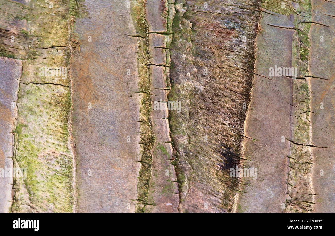 Close up at very detailed tree bark texture in high resolution Stock ...