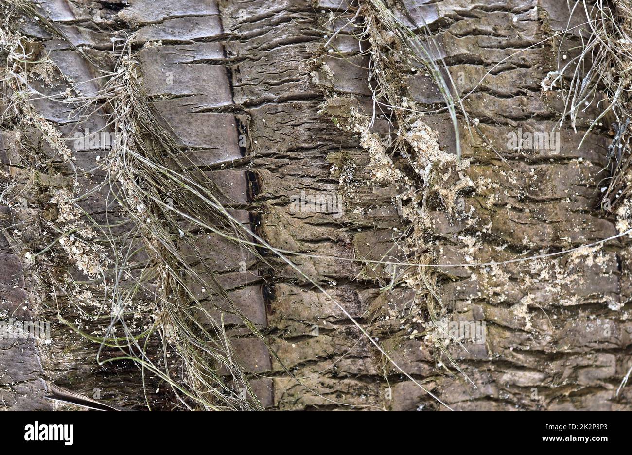 Close up at very detailed tree bark texture in high resolution Stock ...